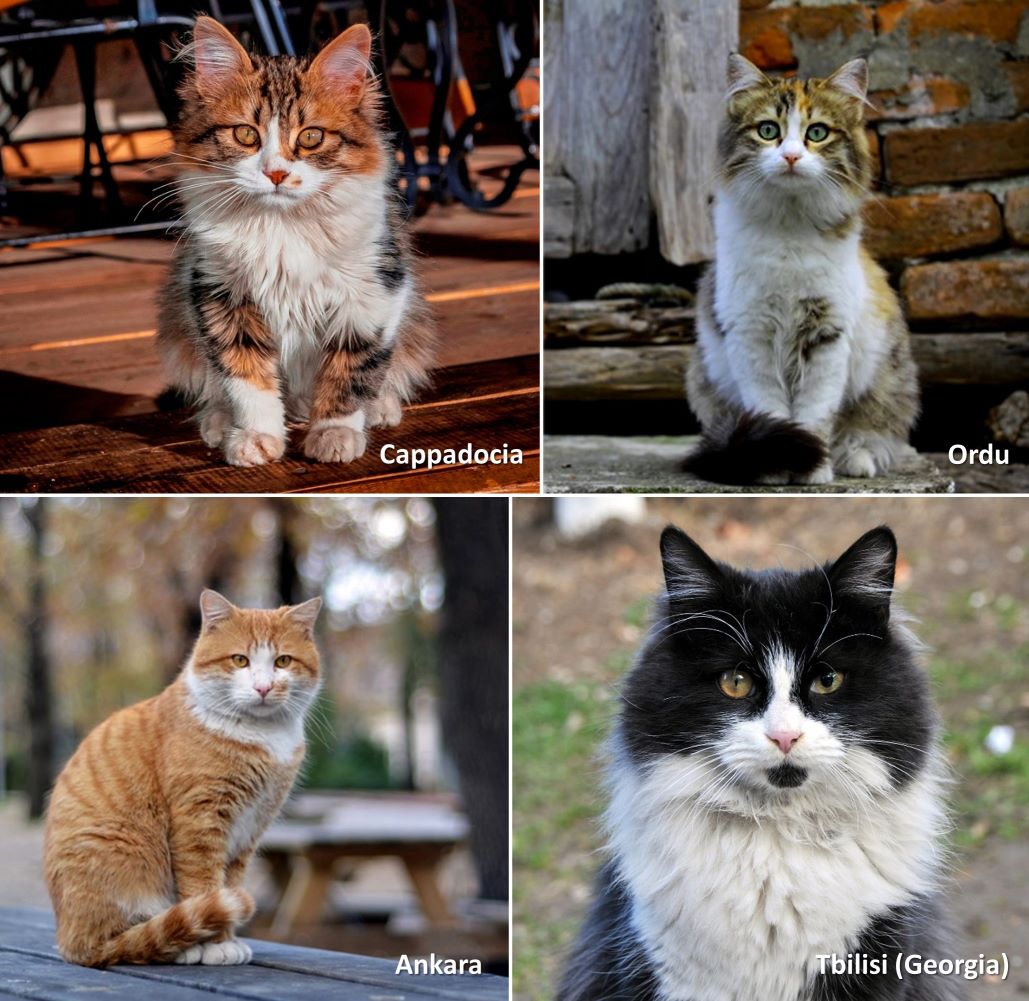 Everything you need to know about Anatolian Cat - Anadolu Kedisi