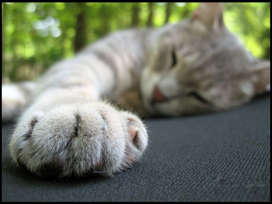 Paw preference and sex : Are female cats are right pawed? - Anadolu Kedisi